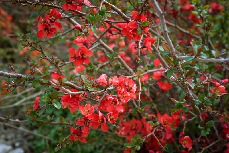 Tiny Red Flowers in a Wild Small Bush with Green Leaves Stock Photo ...