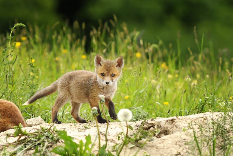 Tiny red fox cub stock image. Image of behavior, natural - 104837391