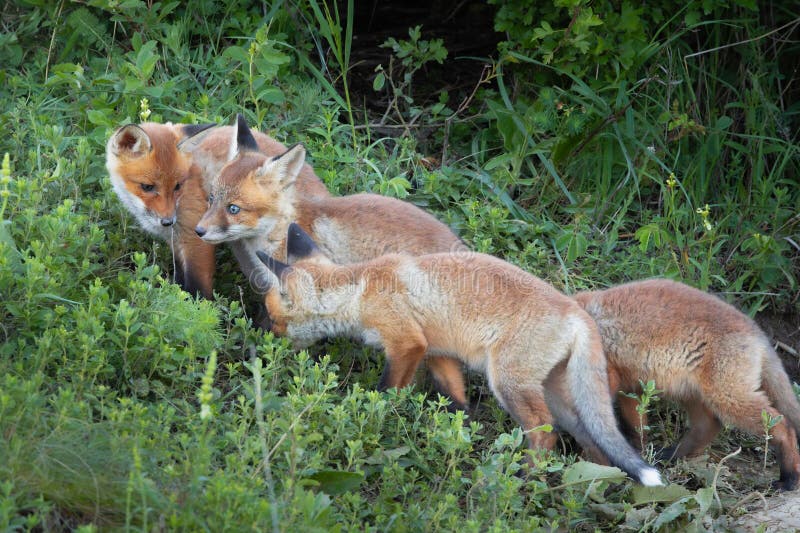 Tiny Red Fox Cubs in the Wild Stock Photo - Image of playful, cubs ...