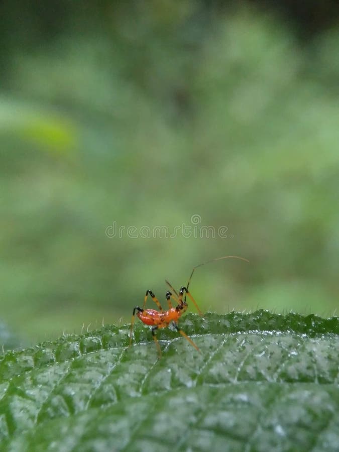Tiny Red Insect with Black Spots Crawling on Green Grass Leaf Stock ...