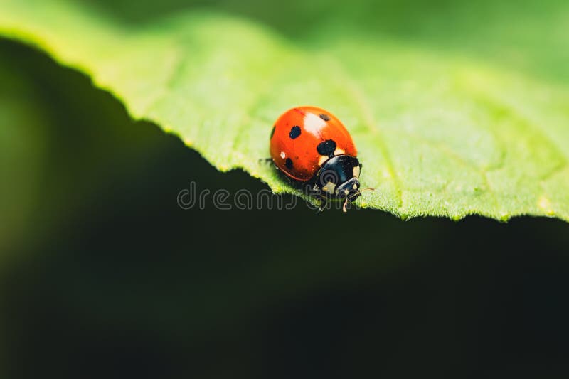 A Tiny Red Ladybug Perched on a Leaf in the Summer Sun Stock Photo ...