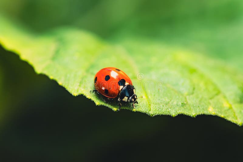 A Tiny Red Ladybug Perched on a Leaf in the Summer Sun Stock Image ...
