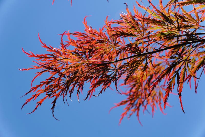 6,118 Blue Japanese Maple Tree Stock Photos - Free & Royalty-Free Stock ...