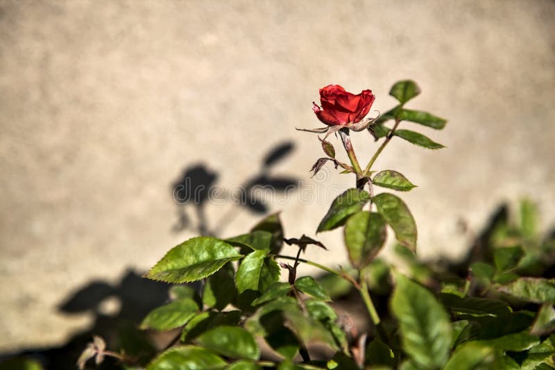 Tiny Red Miniature Rose in Bloom Seen Up Close Stock Image - Image of ...