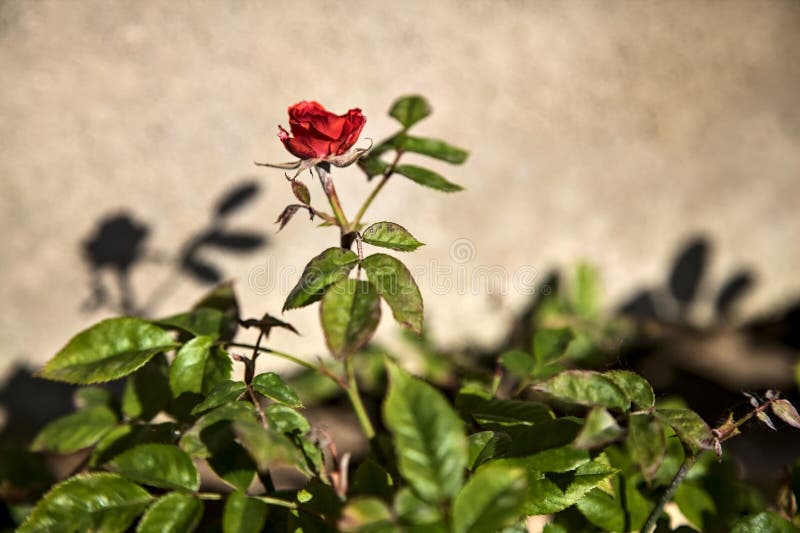 Tiny Red Miniature Rose in Bloom Seen Up Close Stock Photo - Image of ...