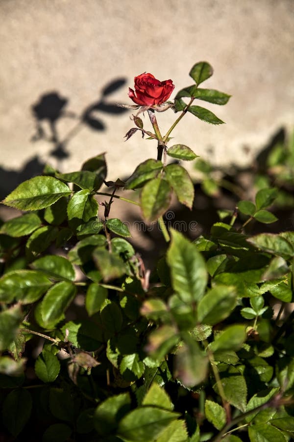 Tiny Red Miniature Rose in Bloom Seen Up Close Stock Photo - Image of ...