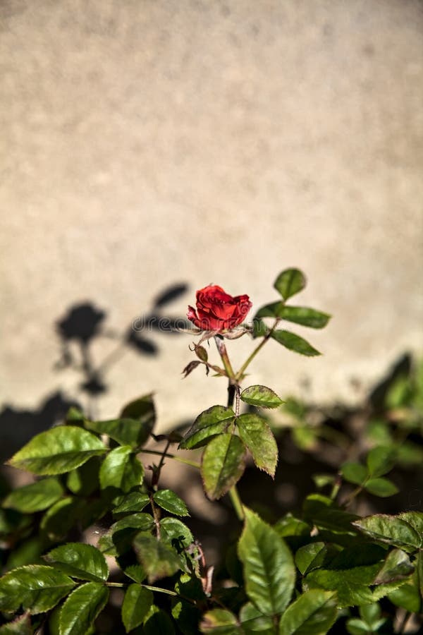 Tiny Red Miniature Rose in Bloom Seen Up Close Stock Image - Image of ...