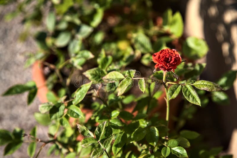 Tiny Red Miniature Rose in Bloom Seen Up Close Stock Photo - Image of ...