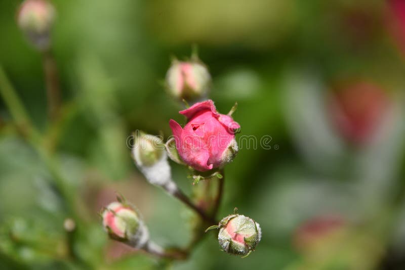 Tiny Red Rose Buds in a Garden Stock Photo - Image of pretty ...