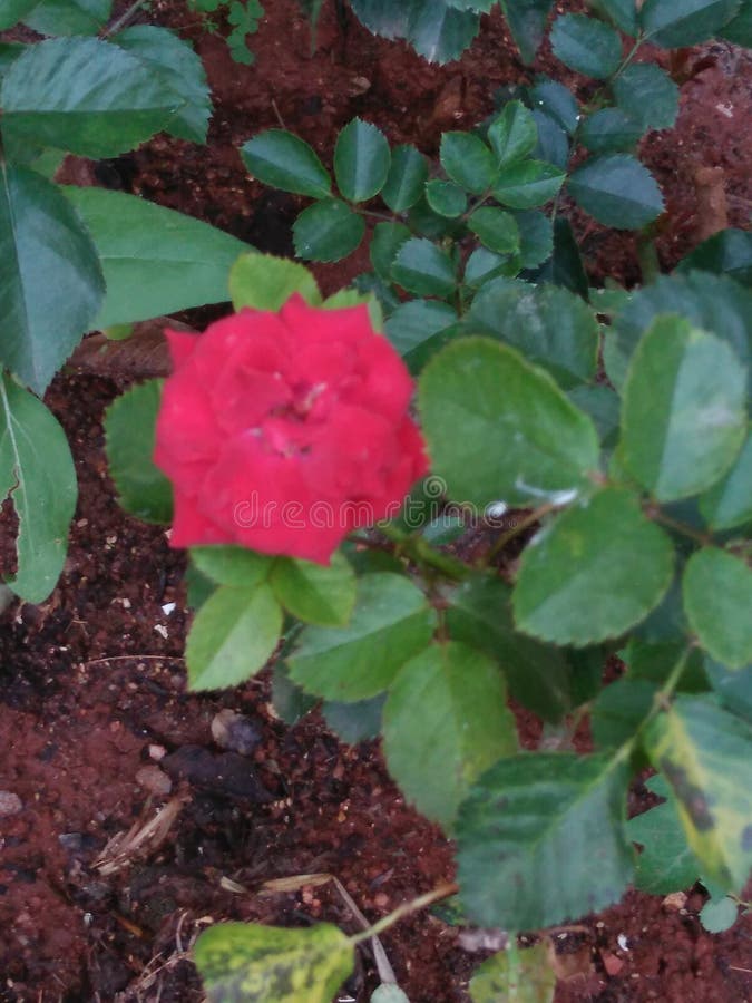 Tiny Red Rose stock image. Image of leaves, green, rose - 127471501