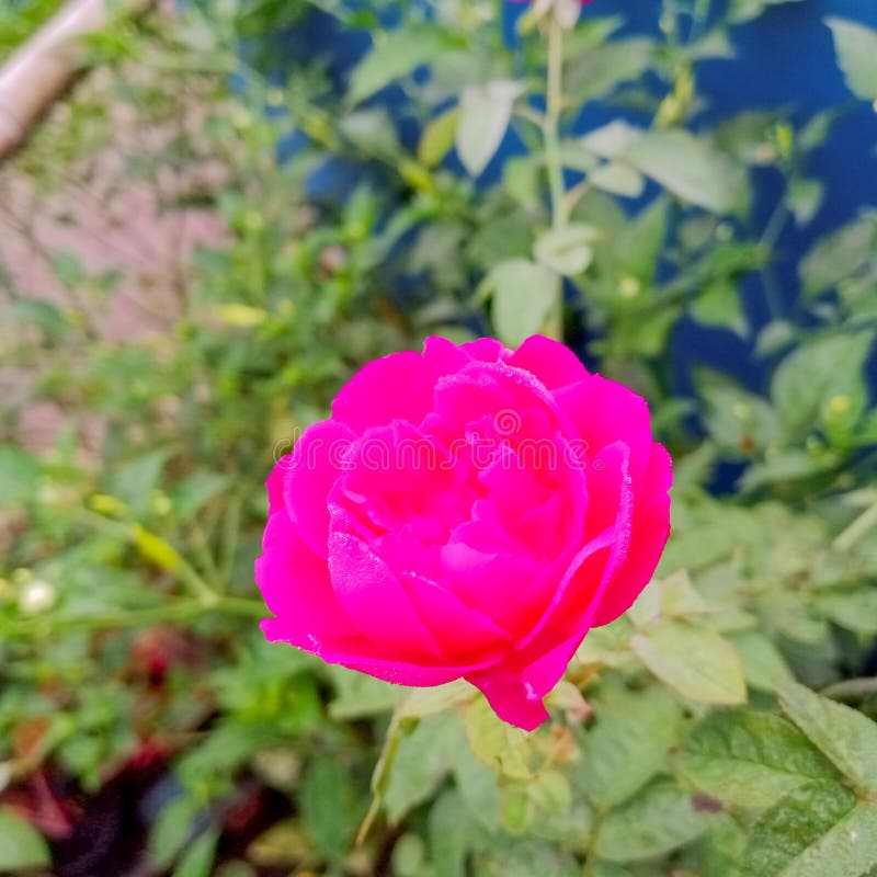 Tiny Red Rose stock photo. Image of yard, garden, rose - 221609086