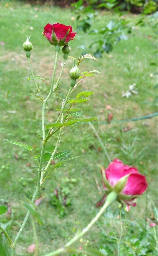 Prolific Growers Stock Photos - Free & Royalty-Free Stock Photos from ...