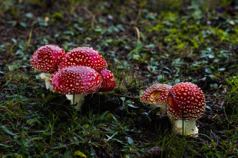 Tiny Red Toadstools Flourish Under a Spruce Tree on Grassy Terrain, Capturing the Enchantment of ...