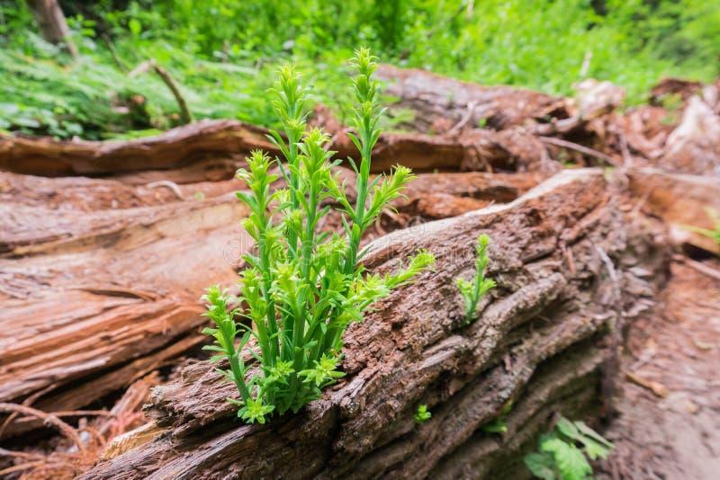 Tiny Redwood Trees Sprouts Sequoia Sempervirens on the Log of a ...