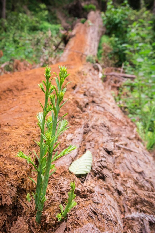 Tiny Redwood Trees Sprouts Sequoia Sempervirens on the Log of a ...