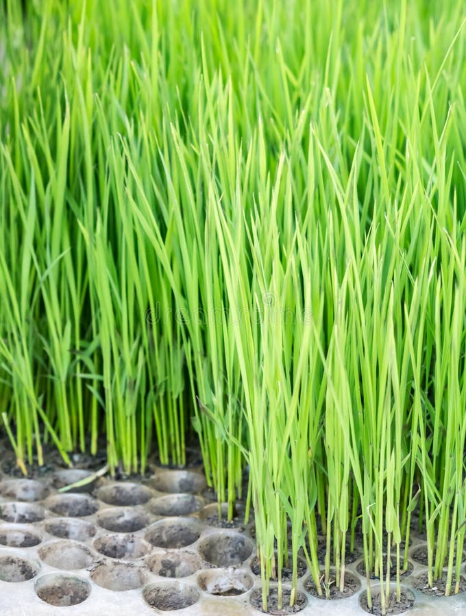 Tiny Rice Saplings Stock Photos - Free & Royalty-Free Stock Photos from ...