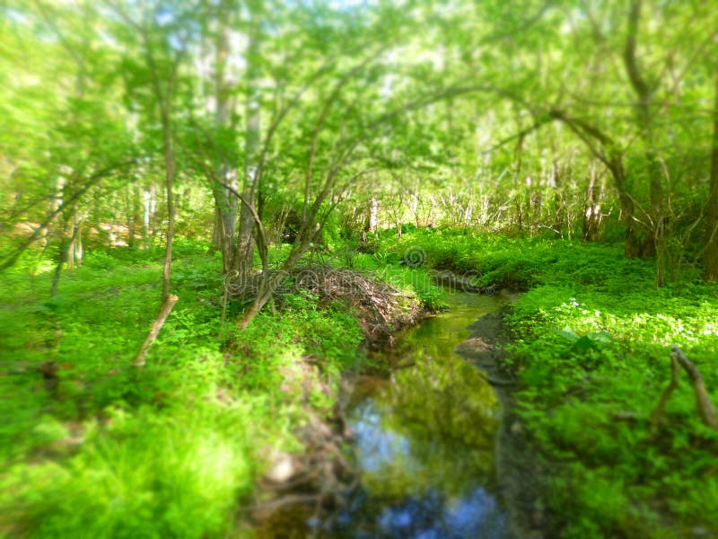 Tiny River stock image. Image of nature, spring, woods - 42829797