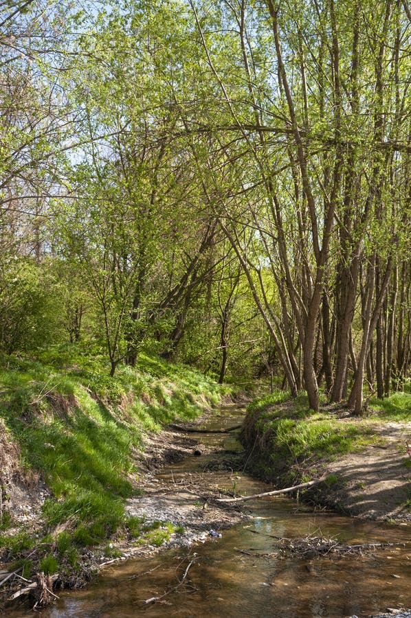 Tiny River Flows through a Swamp Stock Image - Image of leafs, outside ...
