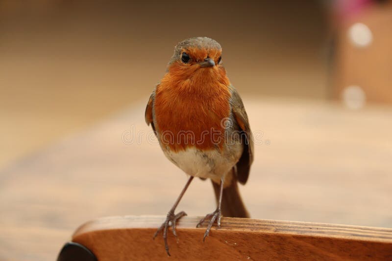 Tiny Robin with a Big Attitude Stock Photo - Image of bird, robin ...