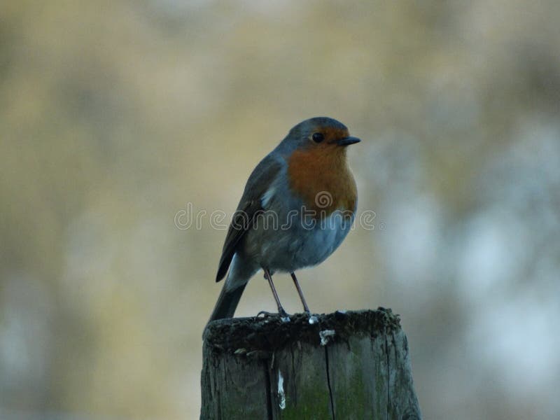 A Small Robin Braving the Winter Stock Image - Image of winter, tiny ...