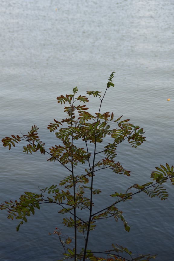 A Tiny Rowan at the Seaside Stock Photo - Image of seasonal, growing ...