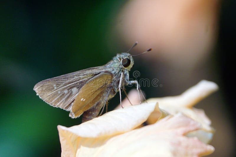 Sachem Skipper in Illinois stock photo. Image of illinois - 76259286