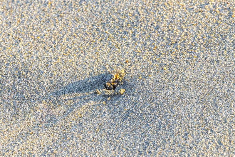 Tiny Sand Beach Crab Crabs Run Dig Around on Beach Stock Image - Image ...