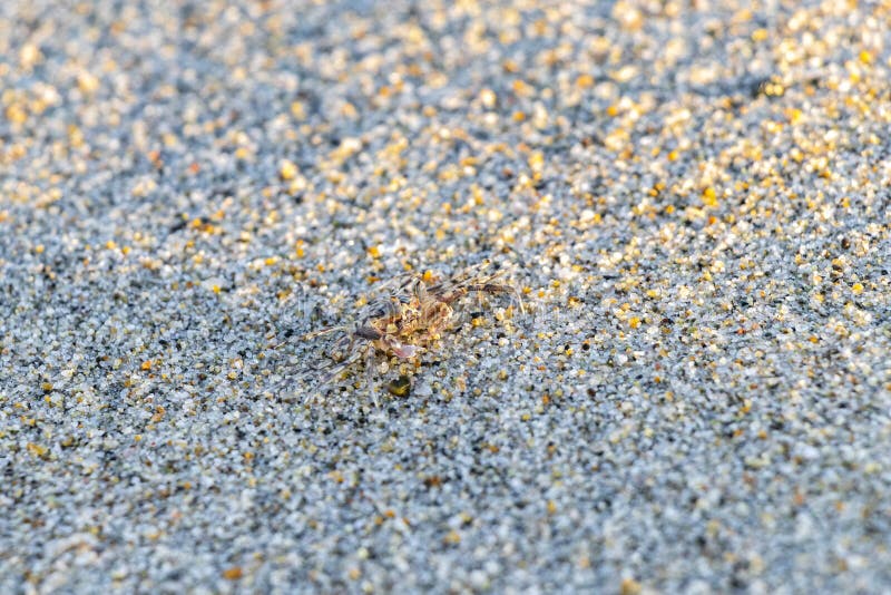 Tiny Sand Beach Crab Crabs Run Dig Around on Beach Stock Photo - Image ...