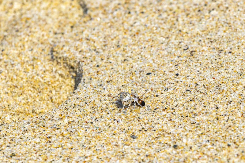 Crab Eats Sand Stock Photos - Free & Royalty-Free Stock Photos from ...