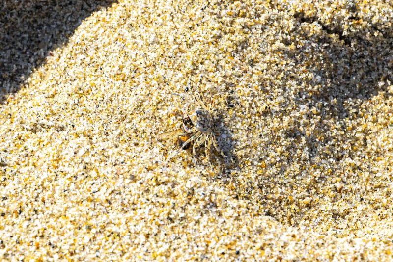 Crab Eats Sand Stock Photos - Free & Royalty-Free Stock Photos from ...