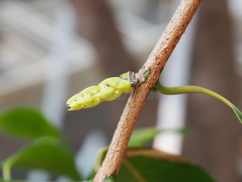 A Tiny Sapling on Branch with Blur Leaves Background Stock Photo ...