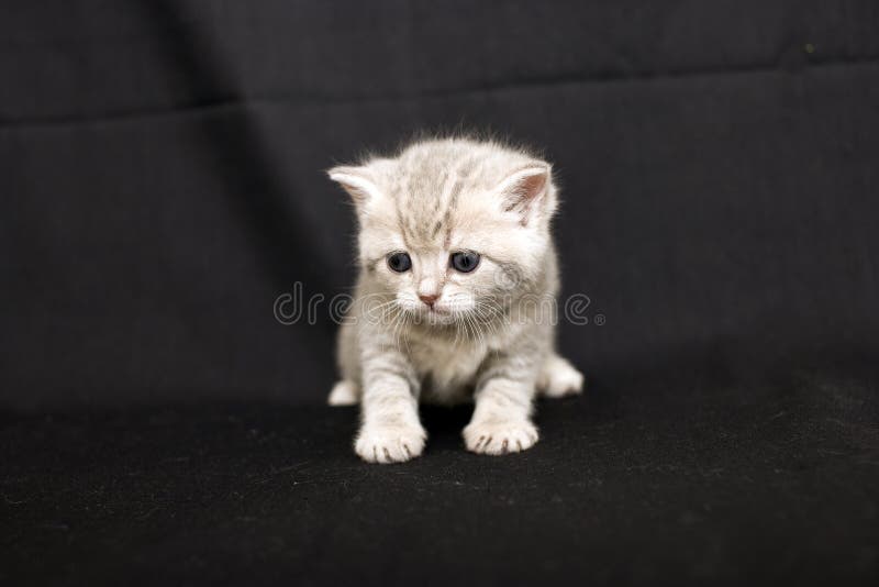 Tiny Scared Kitten Dark Background Stock Photos - Free & Royalty-Free ...