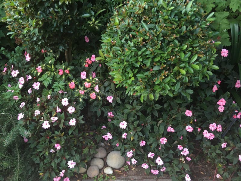 Tiny scattered flowers stock photo. Image of pink, tiny - 89158208