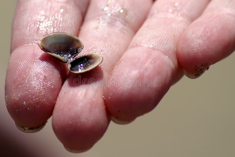 Tiny Sea Shell Picture. Image: 181368