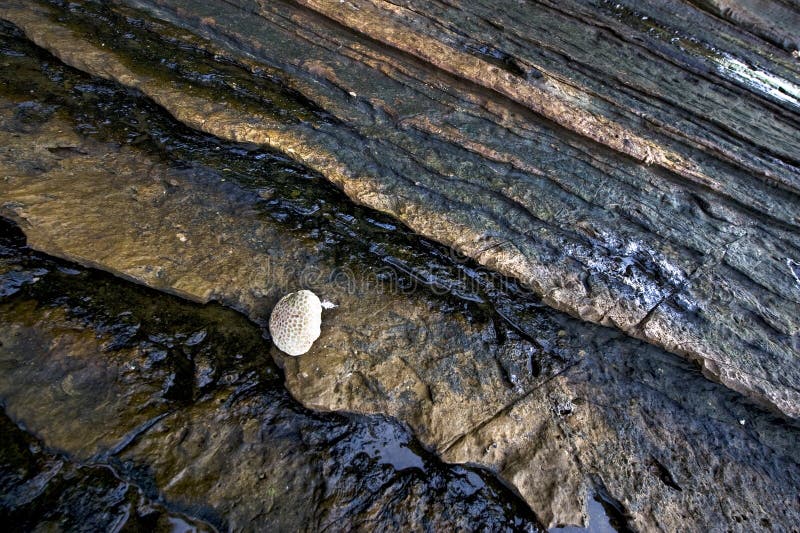 A Tiny Sea Shell stock photo. Image of dark, uniquely - 124579262