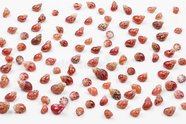 135 Tiny White Snails Stock Photos - Free & Royalty-Free Stock Photos ...