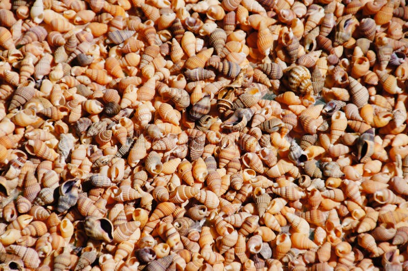 Tiny seashells stock photo. Image of concept, ocean, macro - 20466496