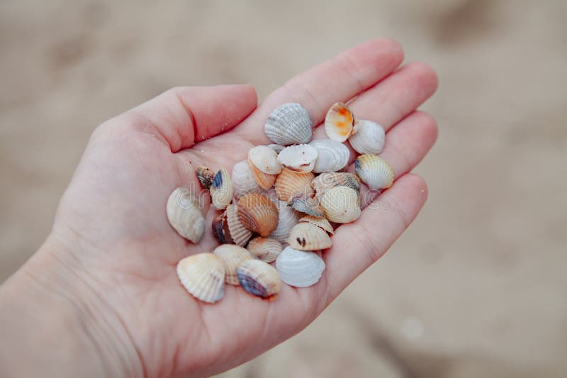 Tiny Seashells Rest on a Palm Against the Backdrop of a Sandy Beach ...
