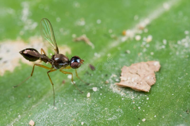 A tiny Sepsidae fly stock photo. Image of wing, flora - 10884678