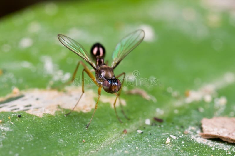A tiny Sepsidae fly stock photo. Image of green, animal - 10884724