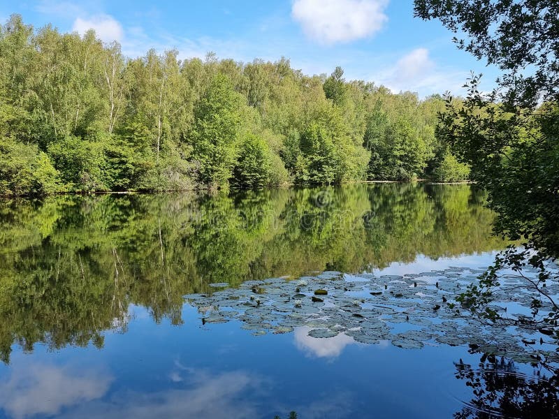 Tiny Shallow River Flowing through the Forest Stock Image - Image of ...