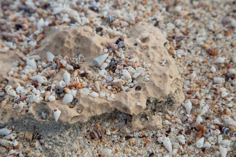Tiny Shell Beach, Texture with Limestone Rock Stock Image - Image of ...