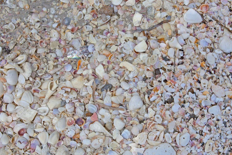 Tiny Shells on a Beach, Close View Stock Image - Image of gulf ...