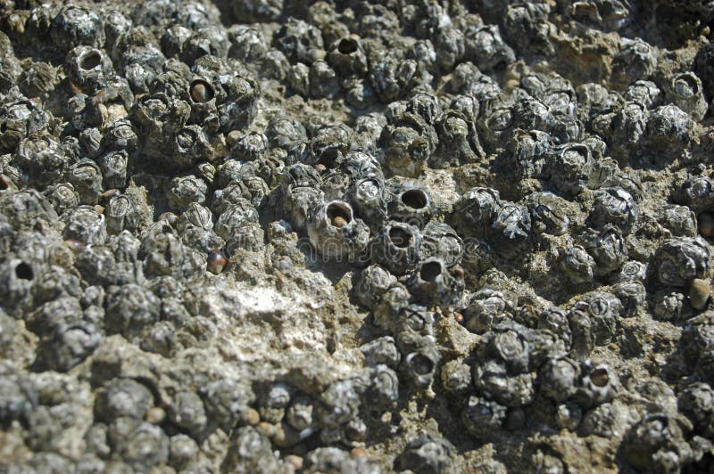 Tiny shells stock image. Image of detailed, life, colony - 51745223