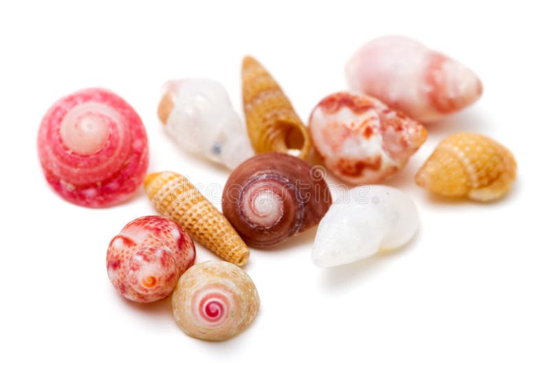Tiny shells stock image. Image of background, mini, white - 31035513