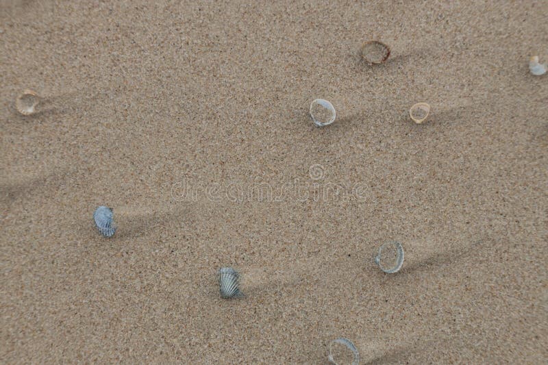 Seashells on the Beach Shot from Above, Minimalism Stock Image - Image ...