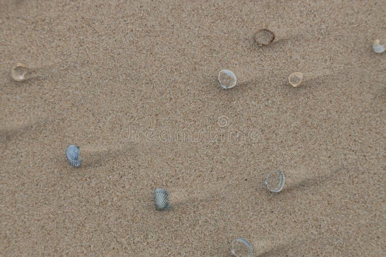 Seashells on the Beach Shot from Above, Minimalism Stock Image - Image ...