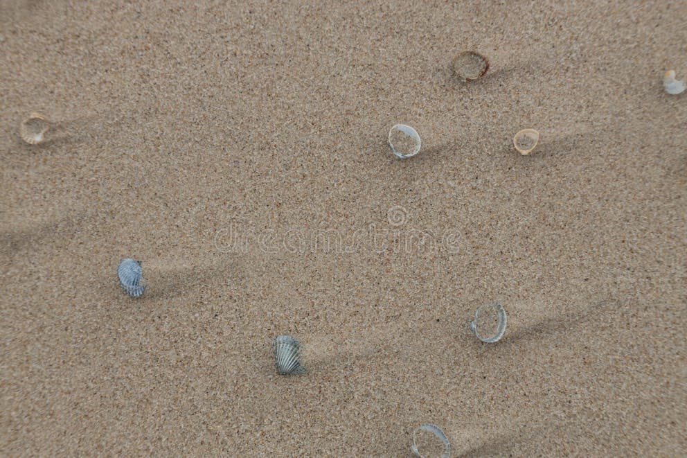 Seashells on the Beach Shot from Above, Minimalism Stock Image - Image ...