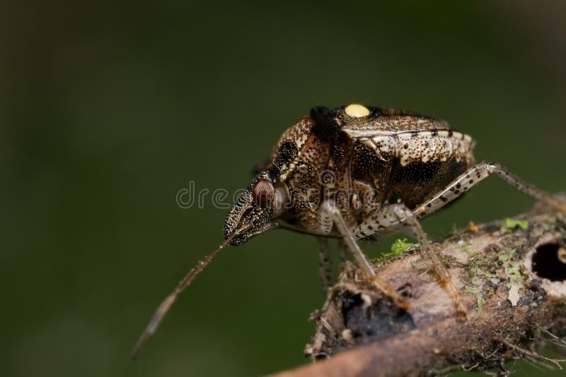 Tiny shield bug stock image. Image of brown, outdoor - 10510441
