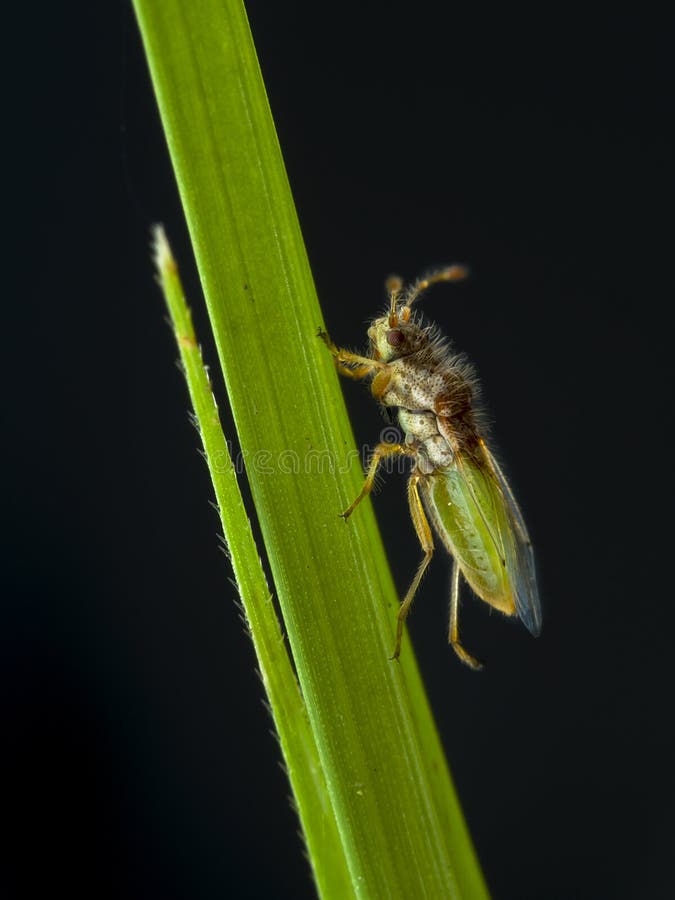 Tiny Shield bug nymph stock image. Image of nymph, kingfisher - 231840485
